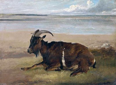 Old English Goat - Breed Profile - Goat Journal